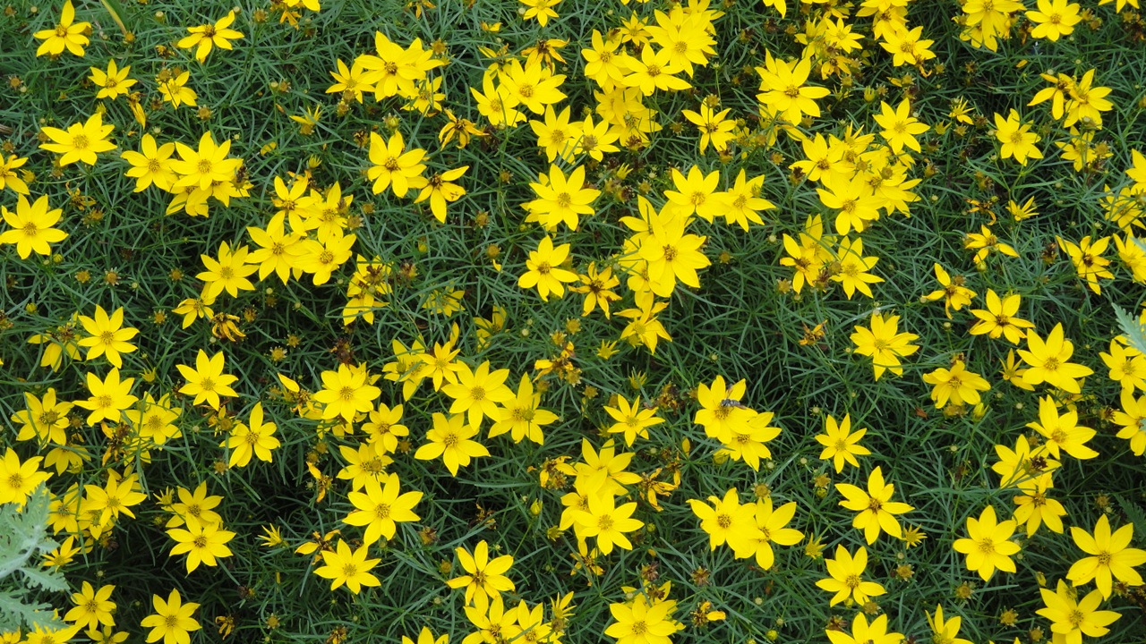 Portfolio | GreenWeaver Landscapes, LLC