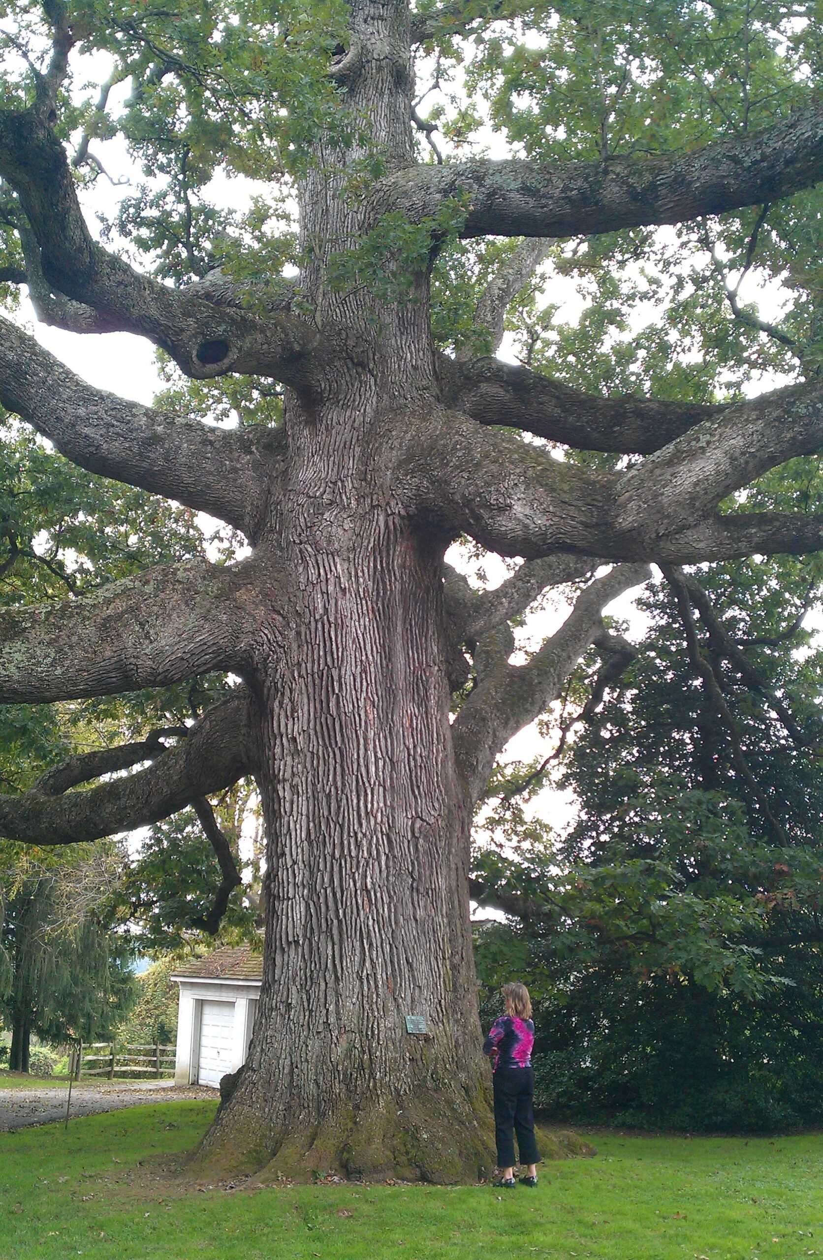 Consider a Beautiful Native Shade Tree for Your Landscape - GreenWeaver ...