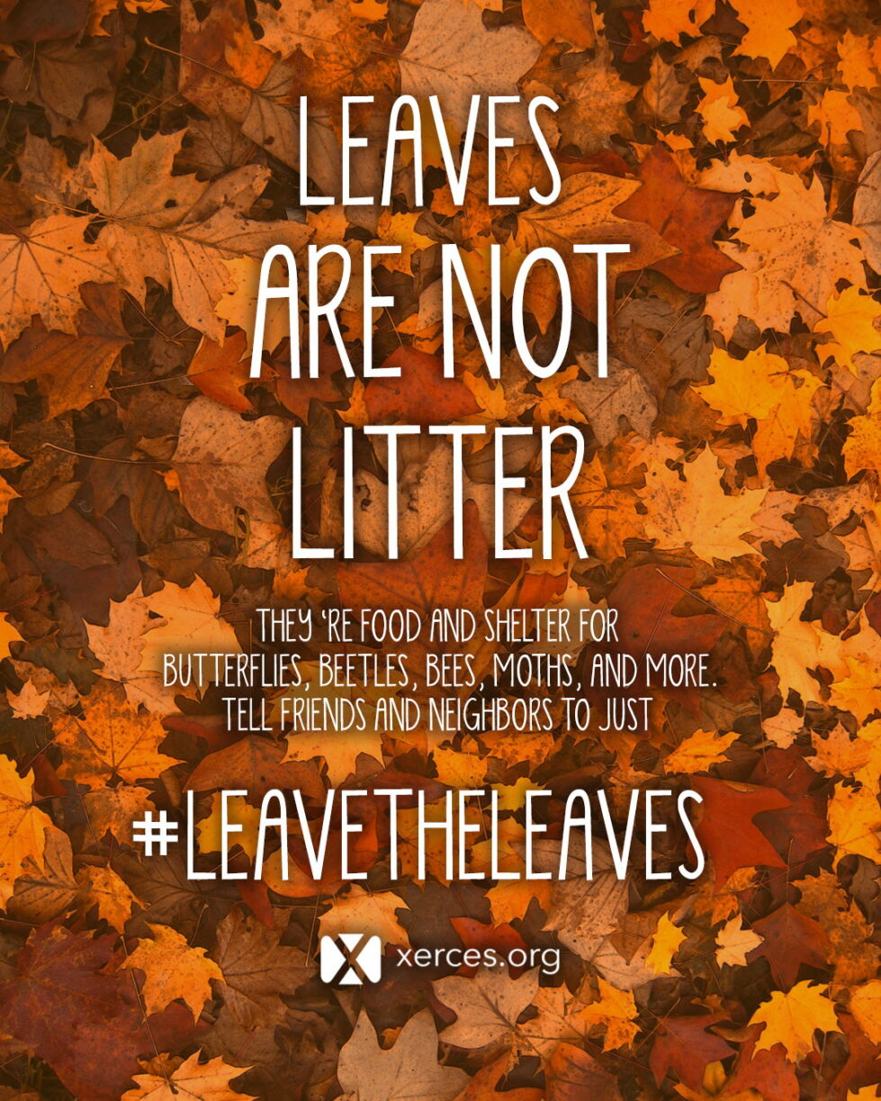 Fall Leaves: Love ‘Em and Leave ‘Em - GreenWeaver Landscapes