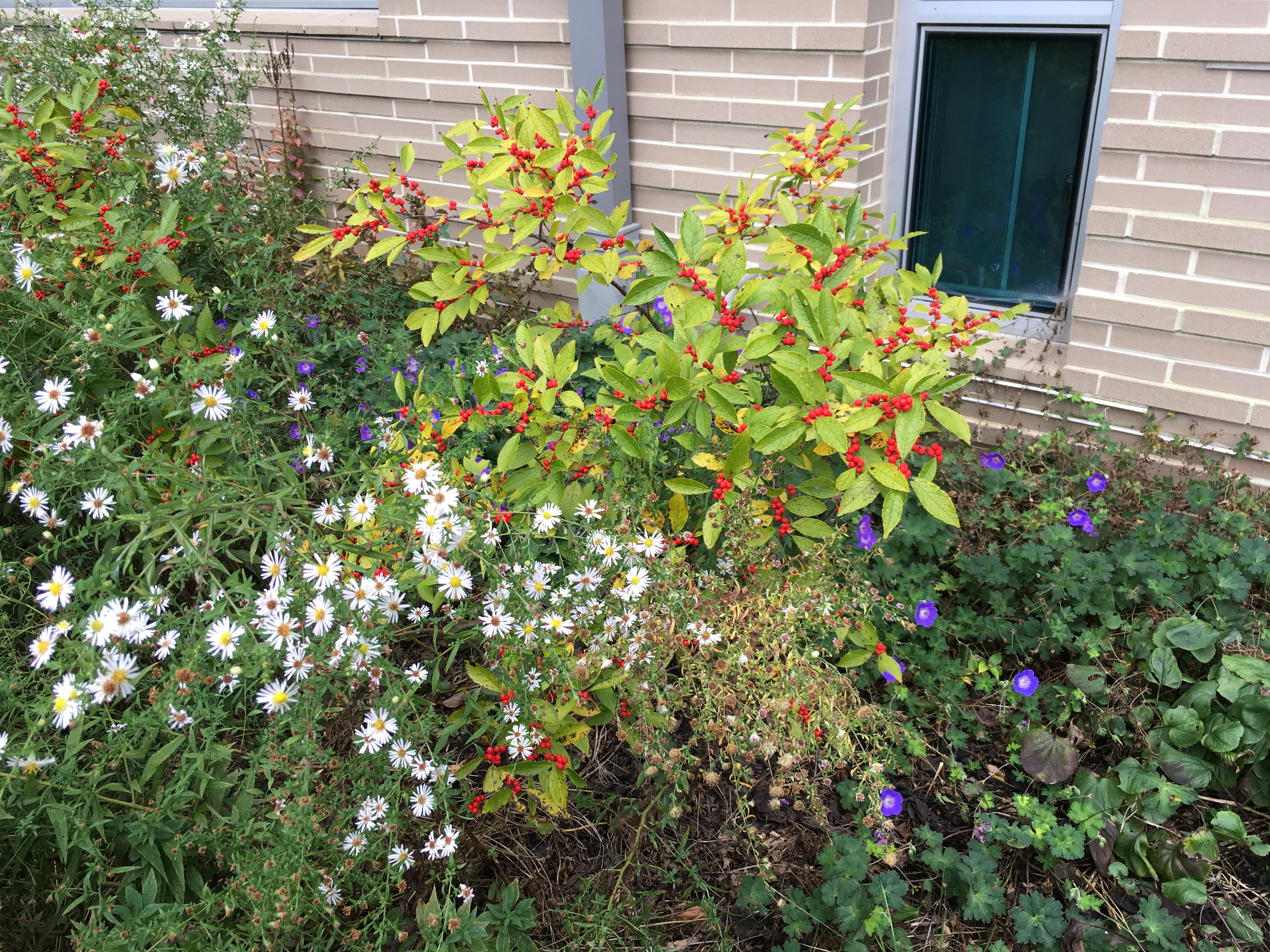 William F. Cooke Jr. Elementary | Landscaping | Green Weaver
