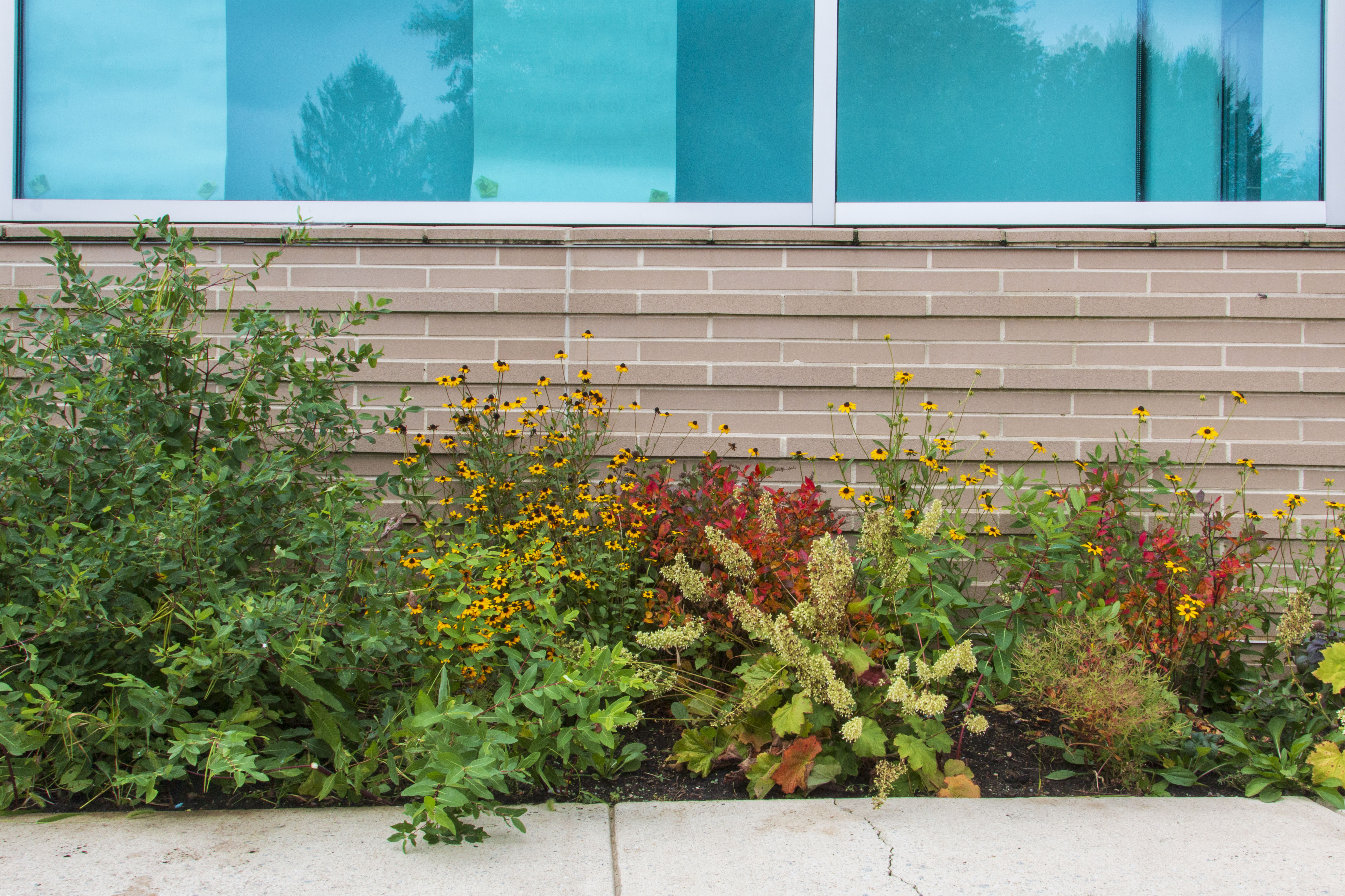 William F. Cooke Jr. Elementary | Landscaping | Green Weaver